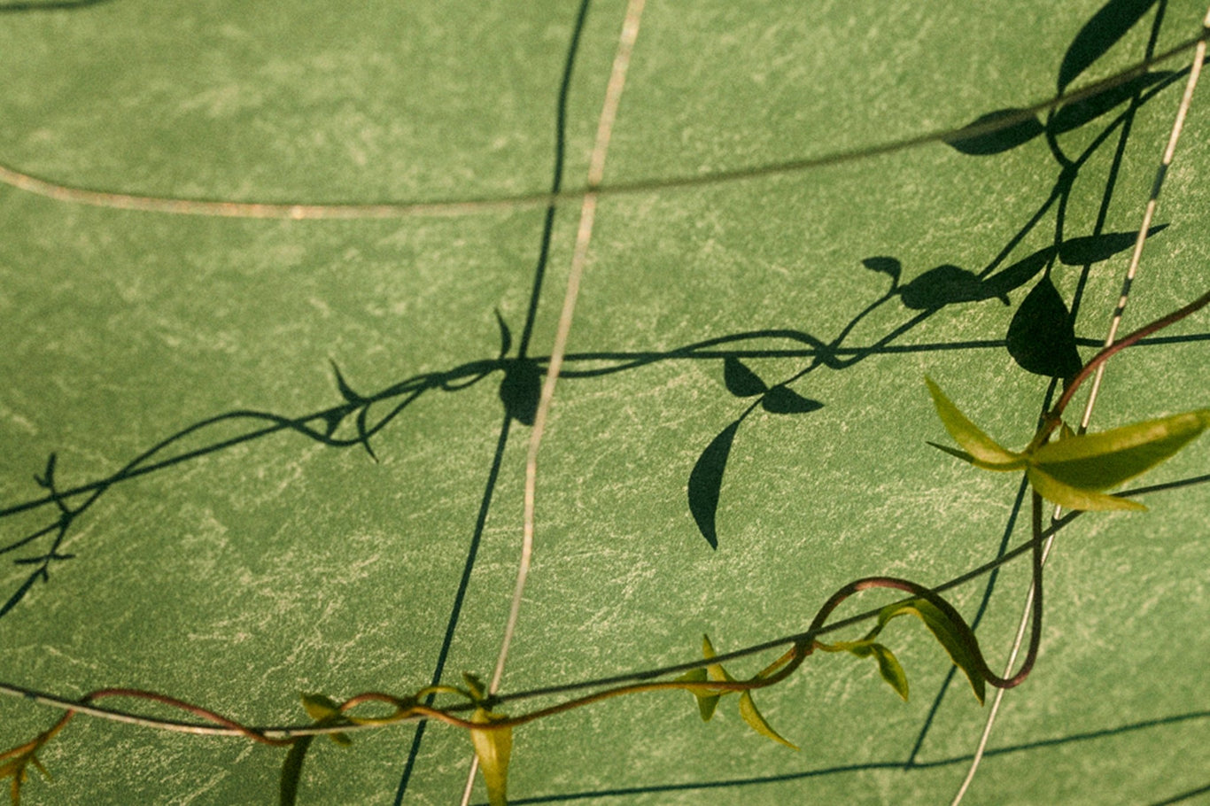 Flora 001 Victoria Zschommler | Jardan Art | Framed Art | Photography ...